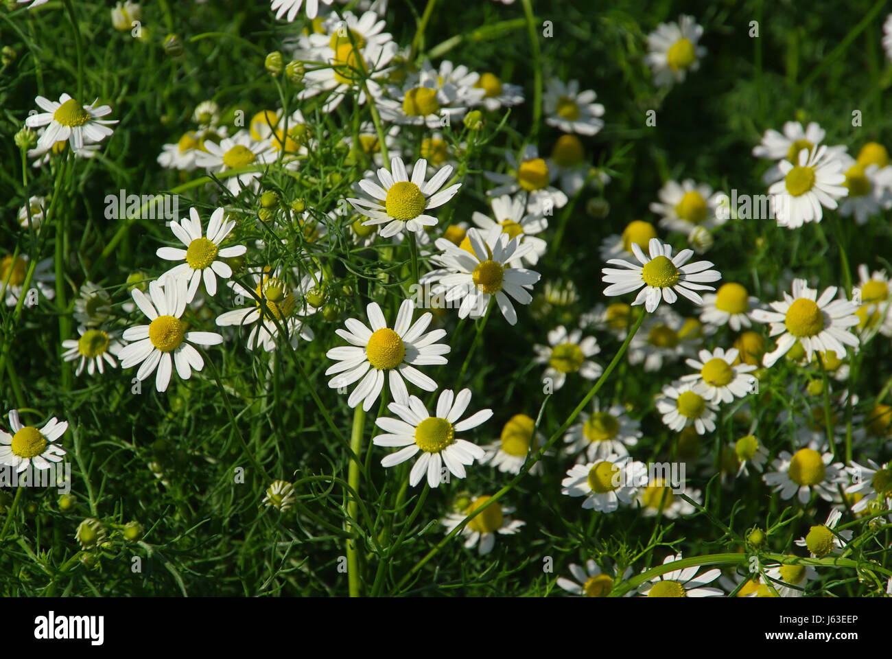 kamille - camomile 11 Stock Photo - Alamy