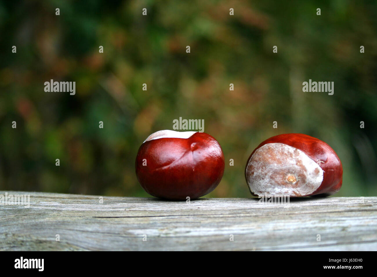 fruit chestnuts reddish brown chestnut tree complete perfect couple ...