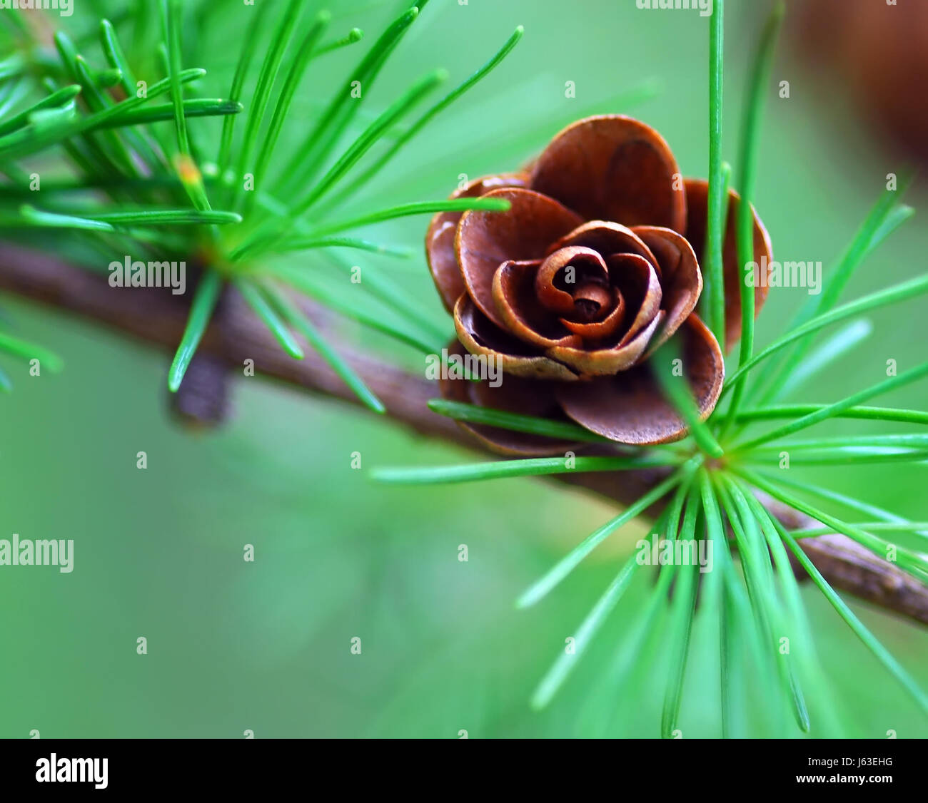 brown brownish brunette pine branch detail tree wood brown brownish ...