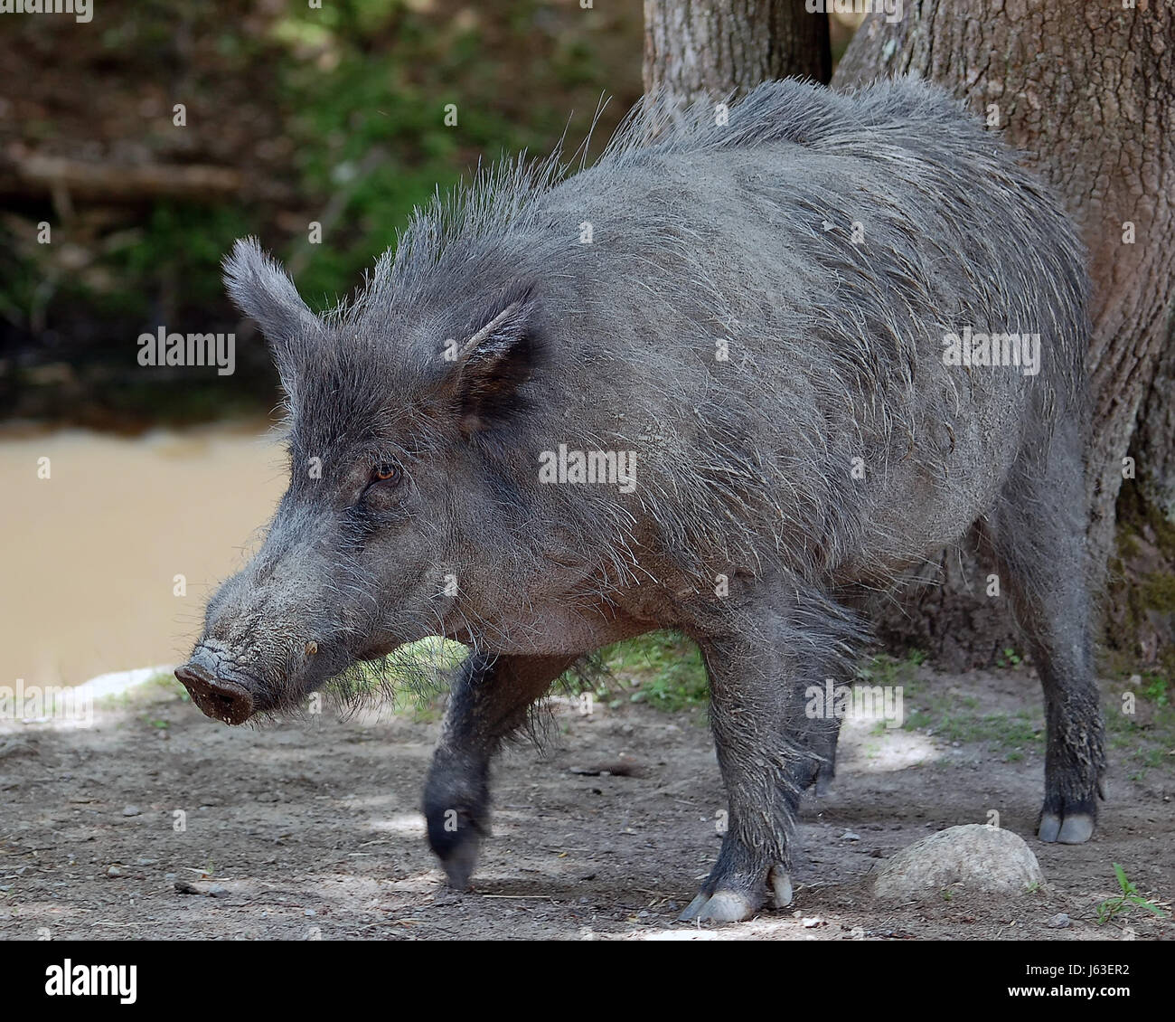 European wild hog hi-res stock photography and images - Alamy