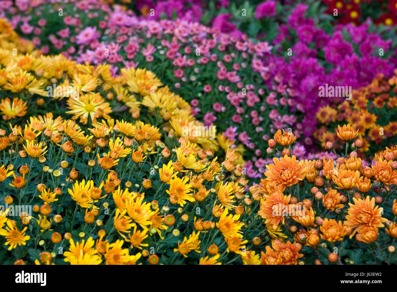 flower flowers plant blossoms bleed plant bloom blossom flourish ...