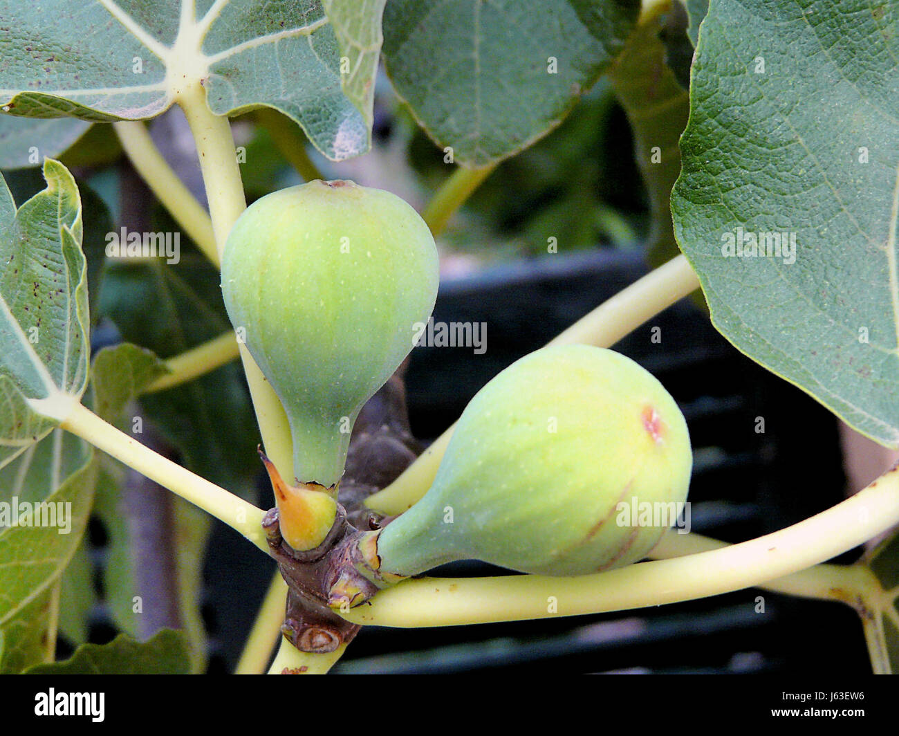 figs on the tree Stock Photo - Alamy