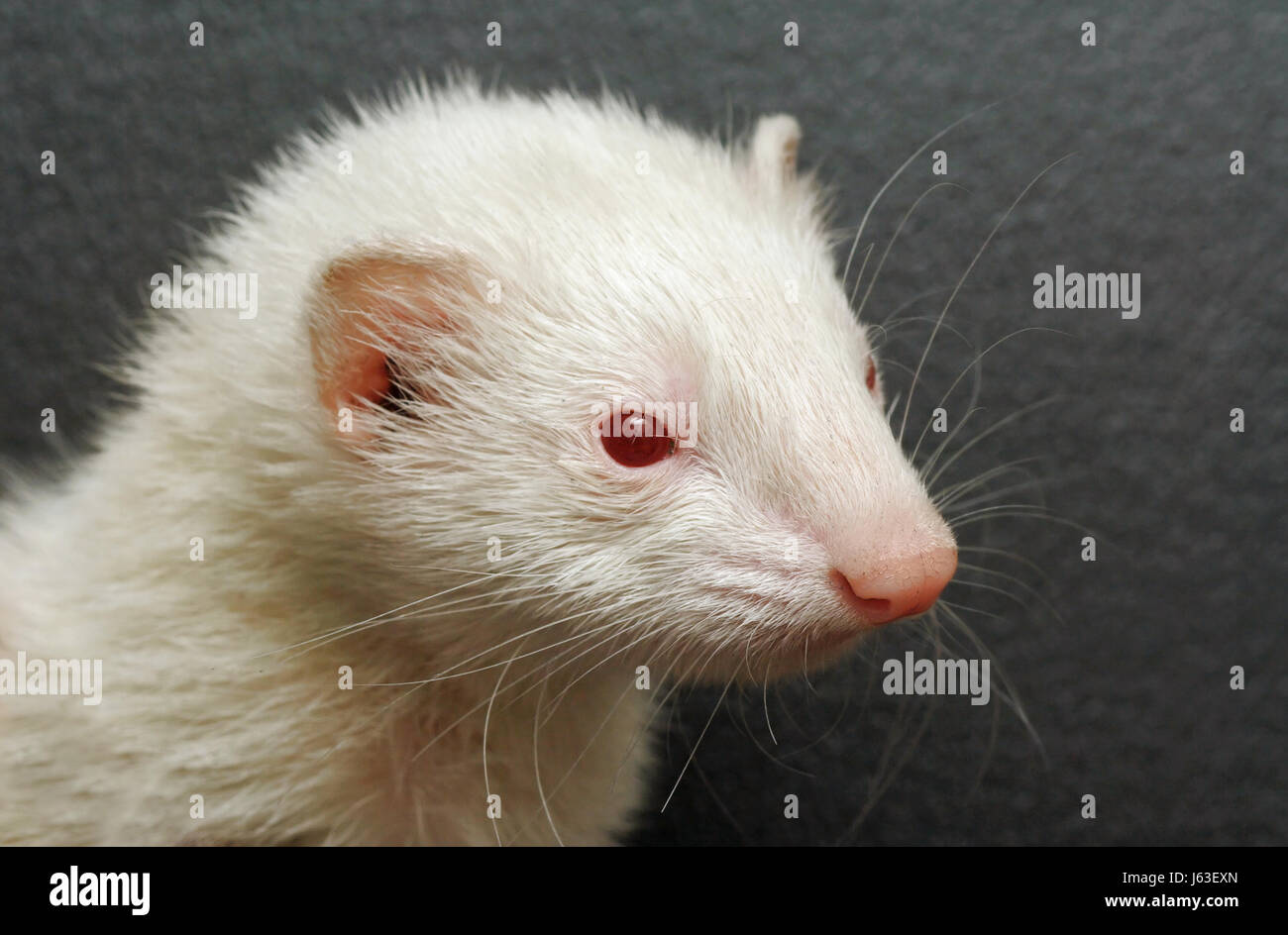 ferret,mustela putorius furo Stock Photo - Alamy