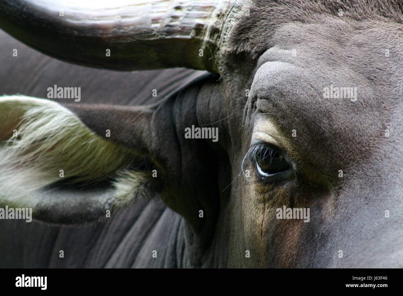 Balirind hi-res stock photography and images - Alamy