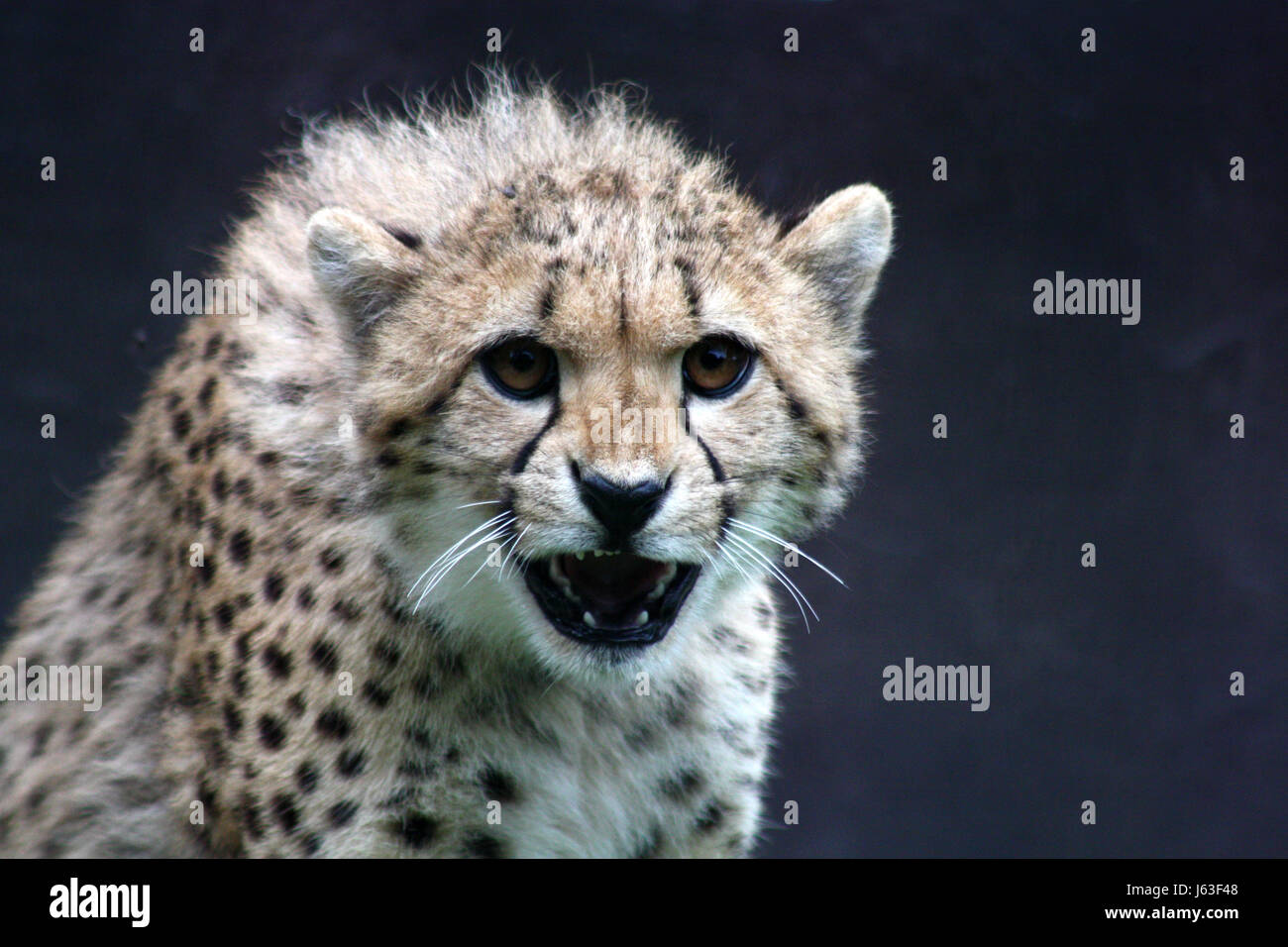 big cat feline predator bad peccant wickedly evil cat cheetah to hiss ...