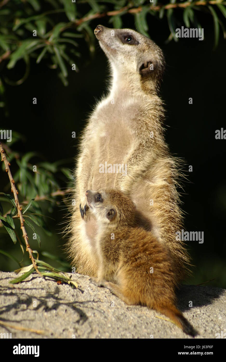 offspring young younger meerkat meerkats animal offspring mother mom ma ...