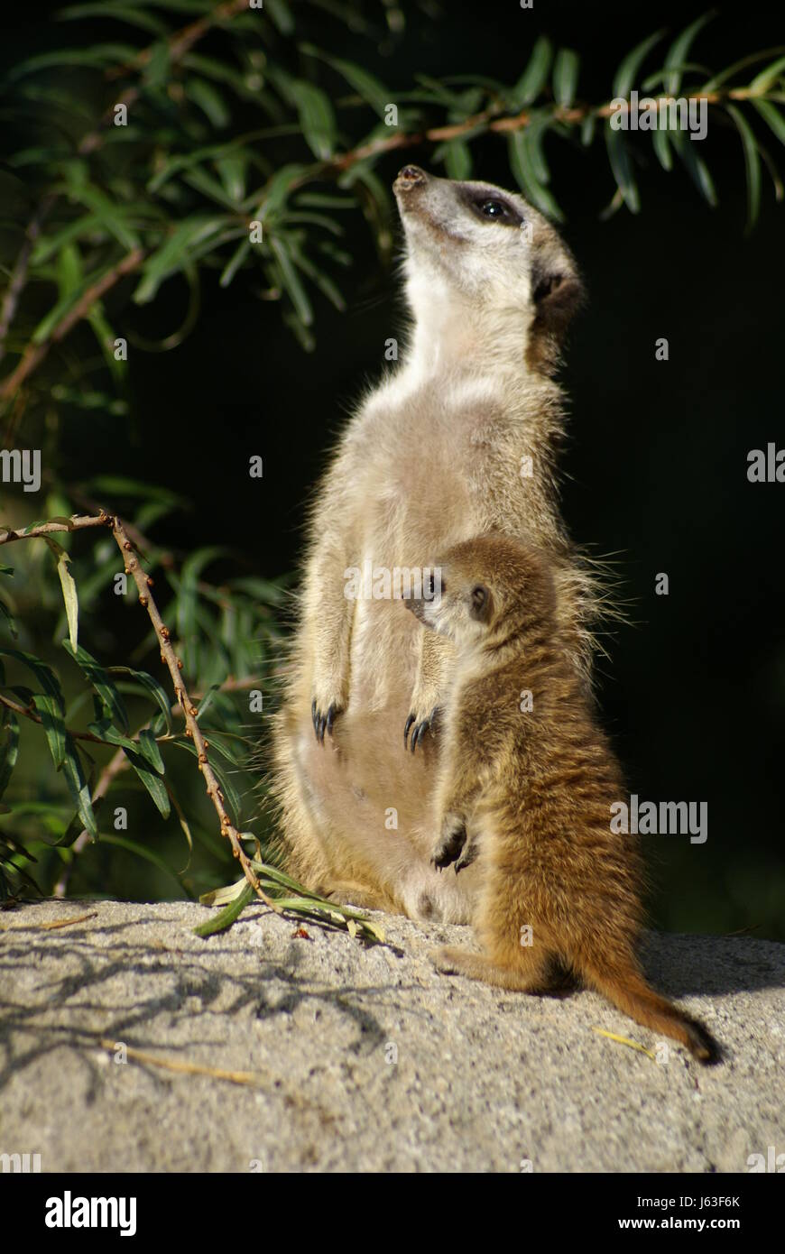 offspring mother mom ma mommy mothers child meerkat meerkats animals ...