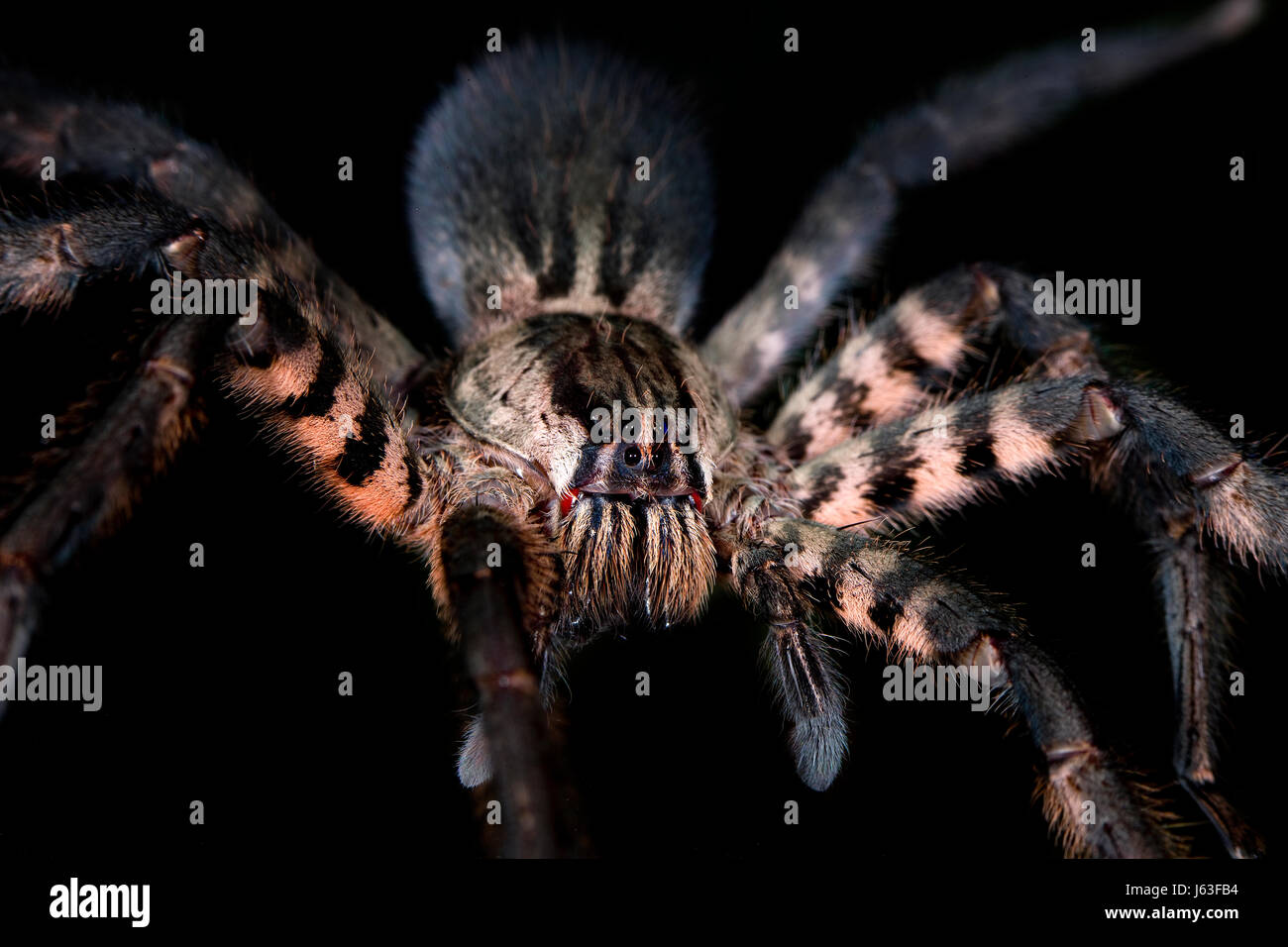 eyes spider fear spin eyes spider fear spin rainforest rain forest ...