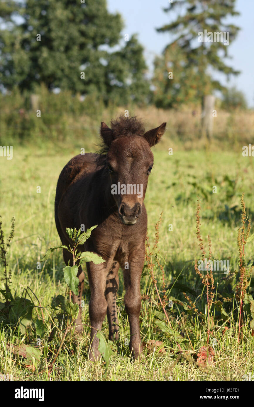 small tiny little short horse foal cute willow horse brown brownish ...
