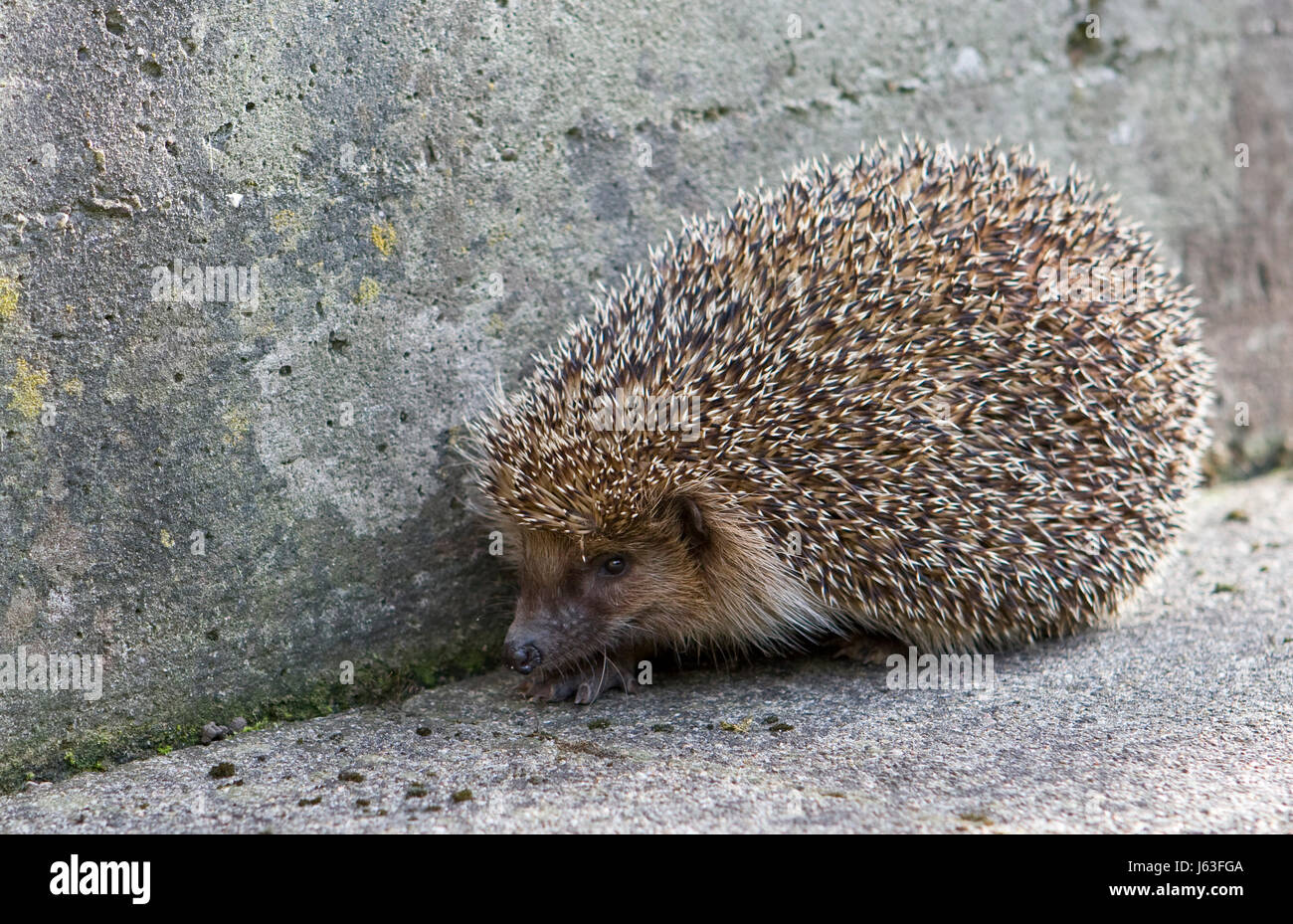 mammal prickle prickly hedgehog insectivore insectivorous animal mammal ...