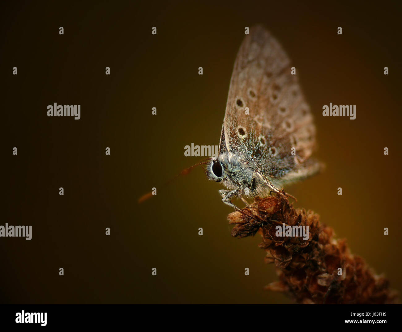 butterfly moth dormant break rest pause blue macro close-up macro ...
