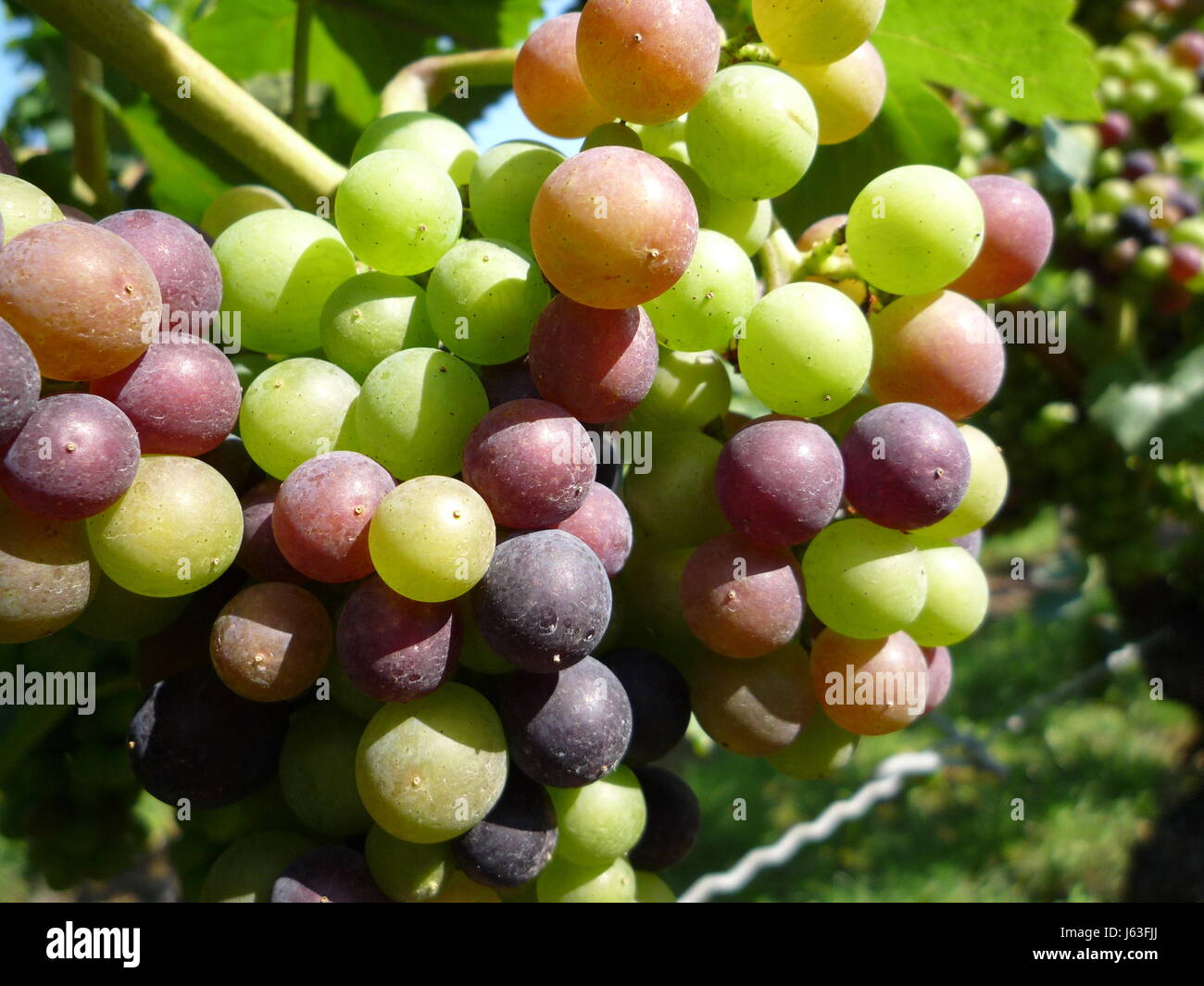 coloured colourful gorgeous multifarious richly coloured vineyard vine ...