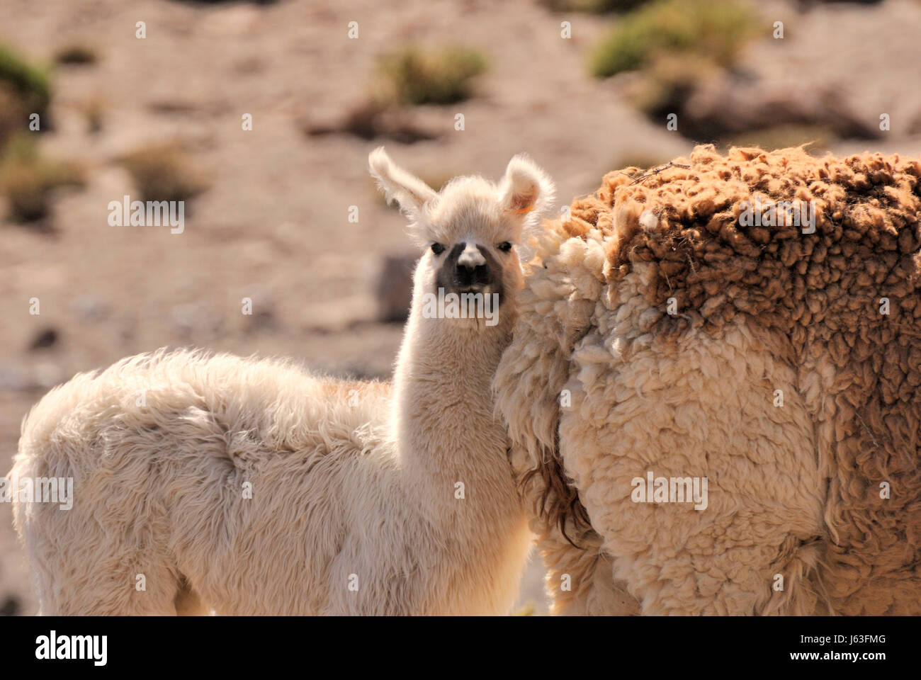 Baby lamas hi-res stock photography and images - Alamy