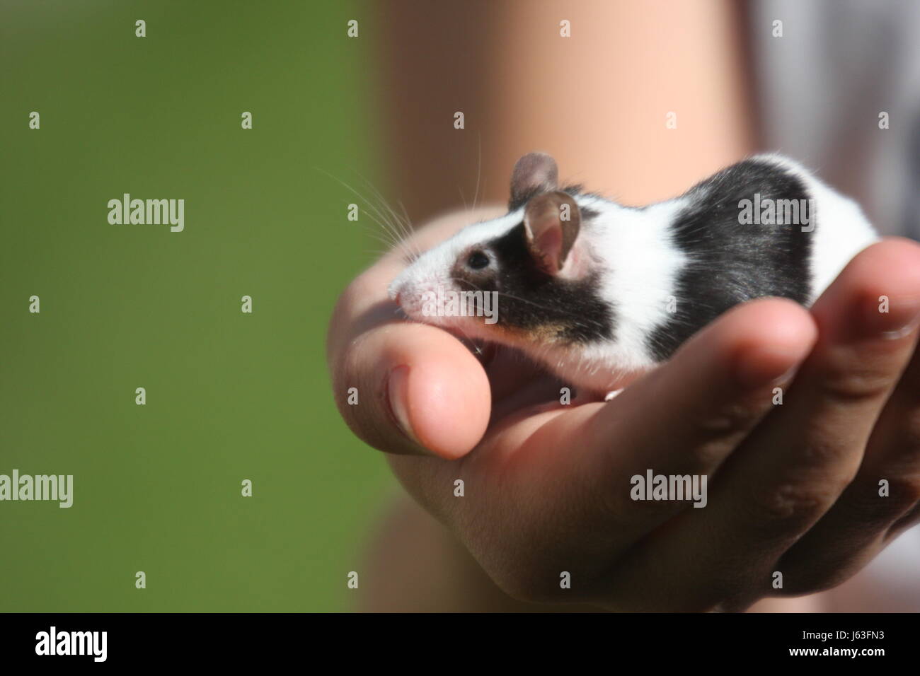 animal mammal look glancing see view looking peeking looking at mouse ...