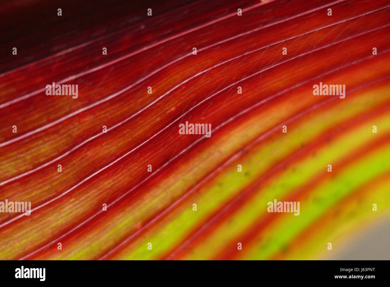 coloured colourful gorgeous multifarious richly coloured lines striated ...