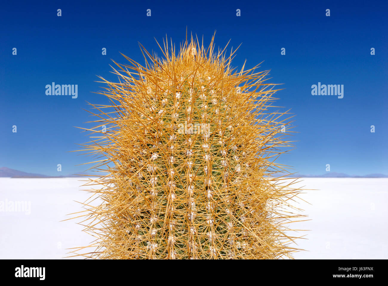 Saquaro hi-res stock photography and images - Alamy