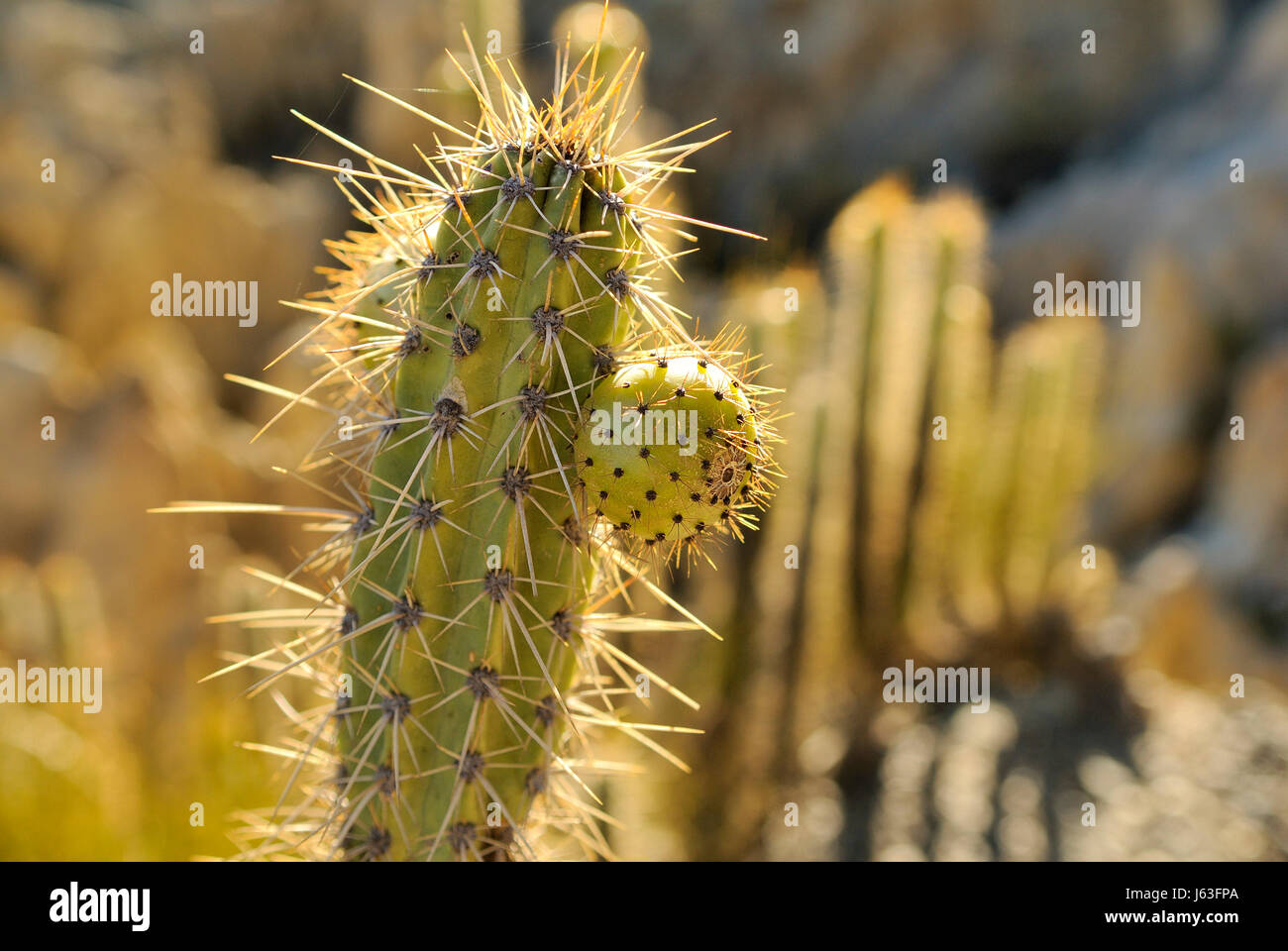 cacti cactus sting bolivia moon valley cacti cactus prickly sting south ...