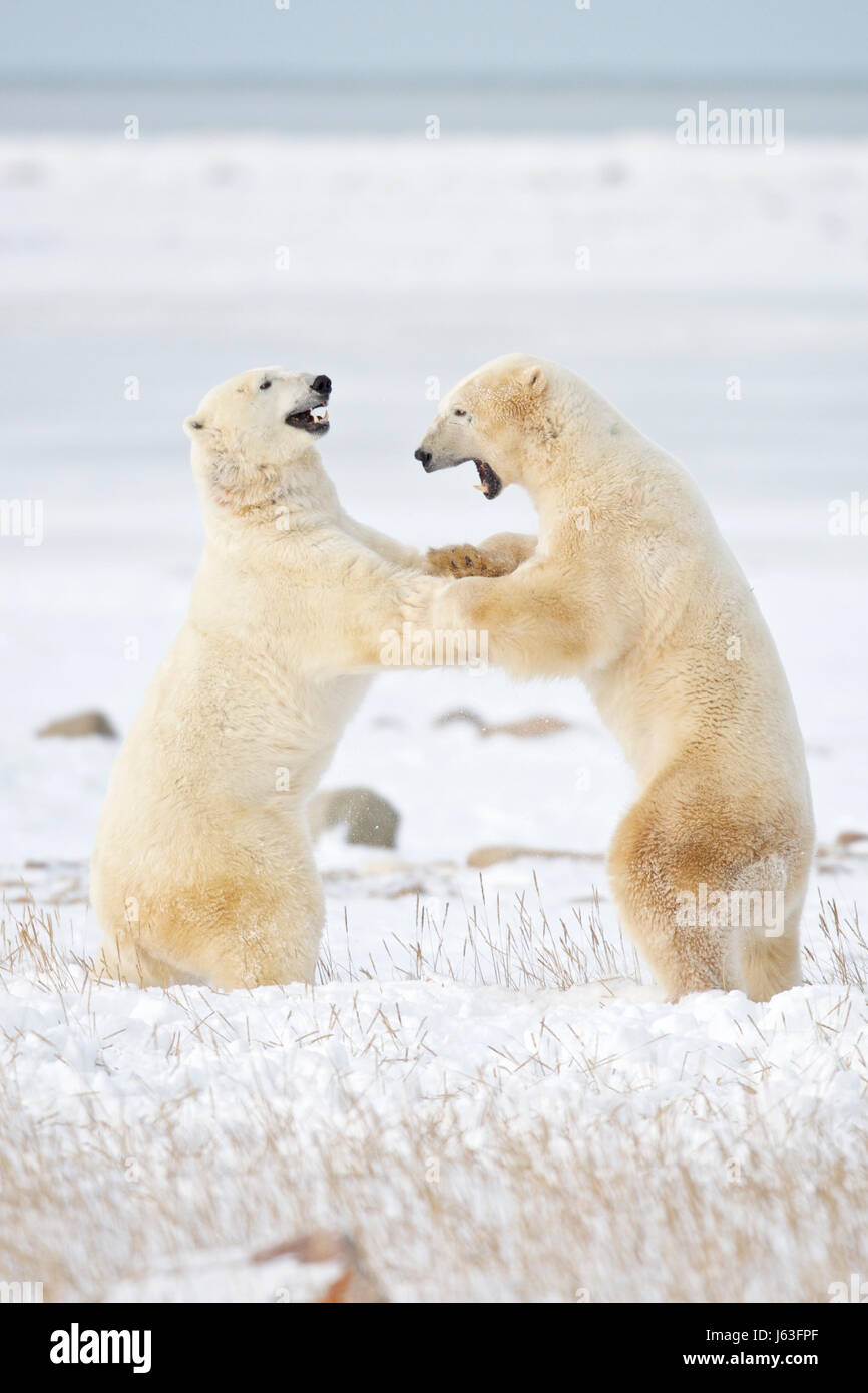 polar bear (Ursus maritimus), Churchill, Hudson Bay, Canada Stock Photo ...