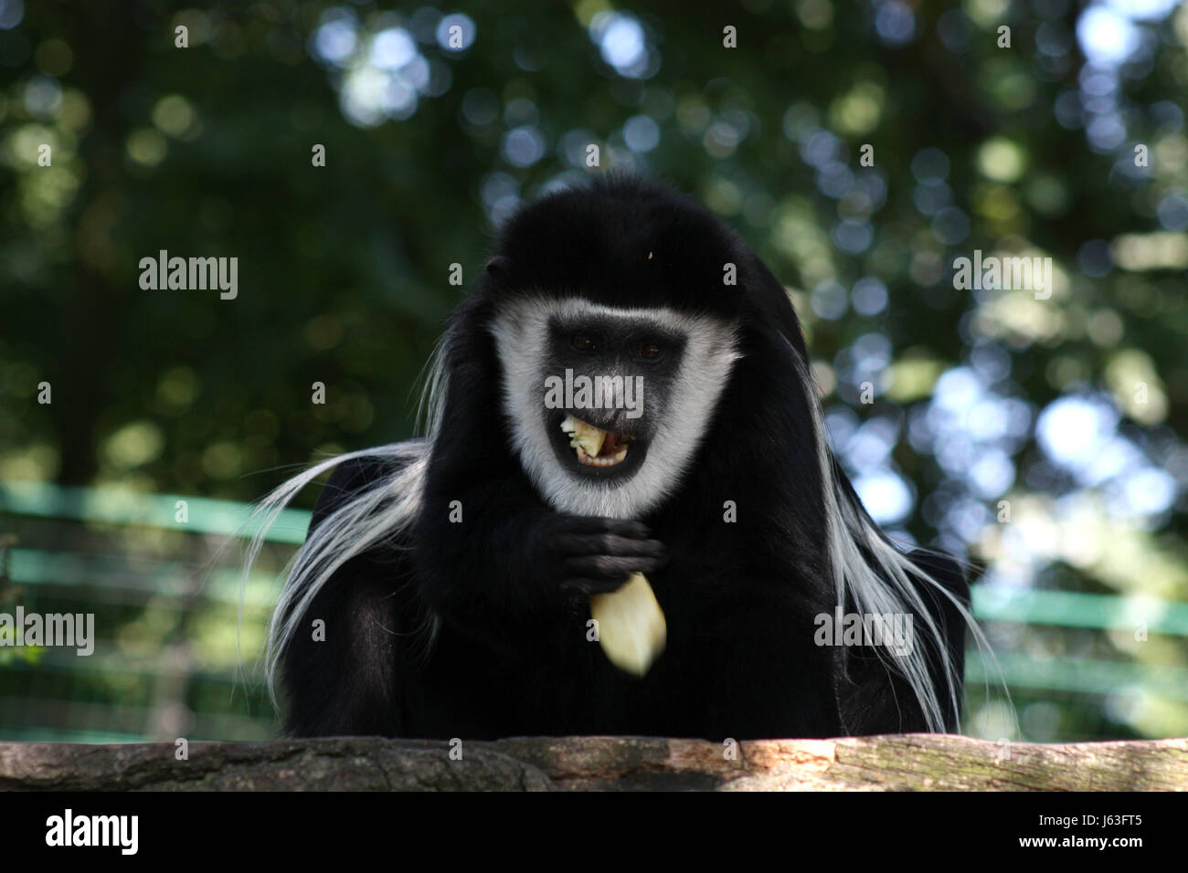 monkey to gorge engulf devour motion blur animal hunger africa sad ...
