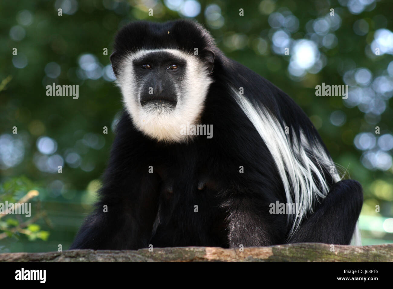 monkey animal africa sad monkey black swarthy jetblack deep black ...