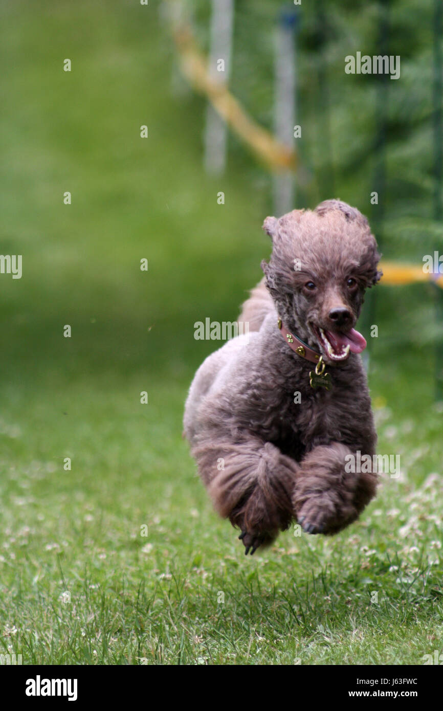 poodle in flight Stock Photo - Alamy