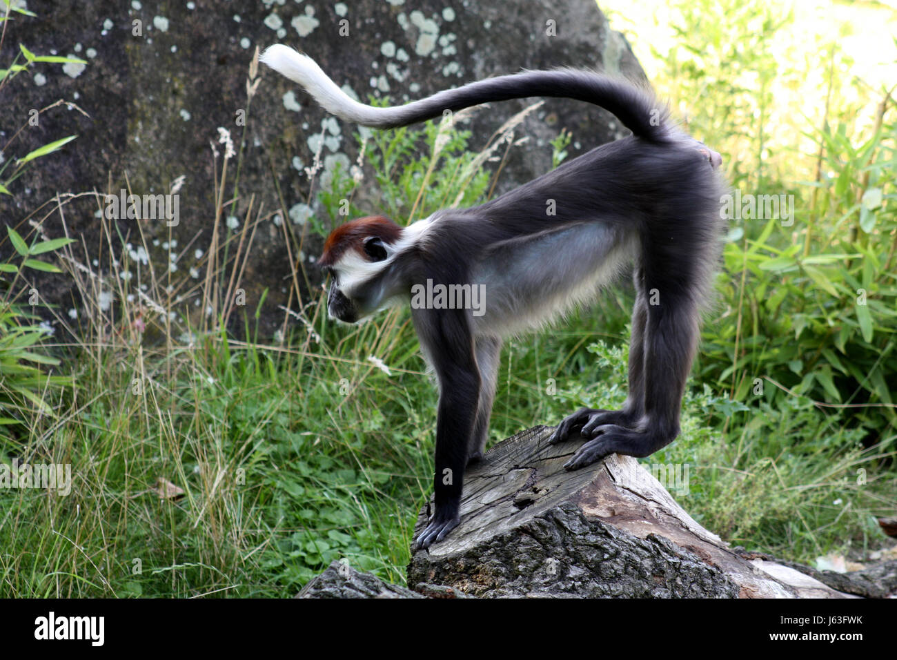 monkey coloured colourful gorgeous multifarious richly coloured monkey ...