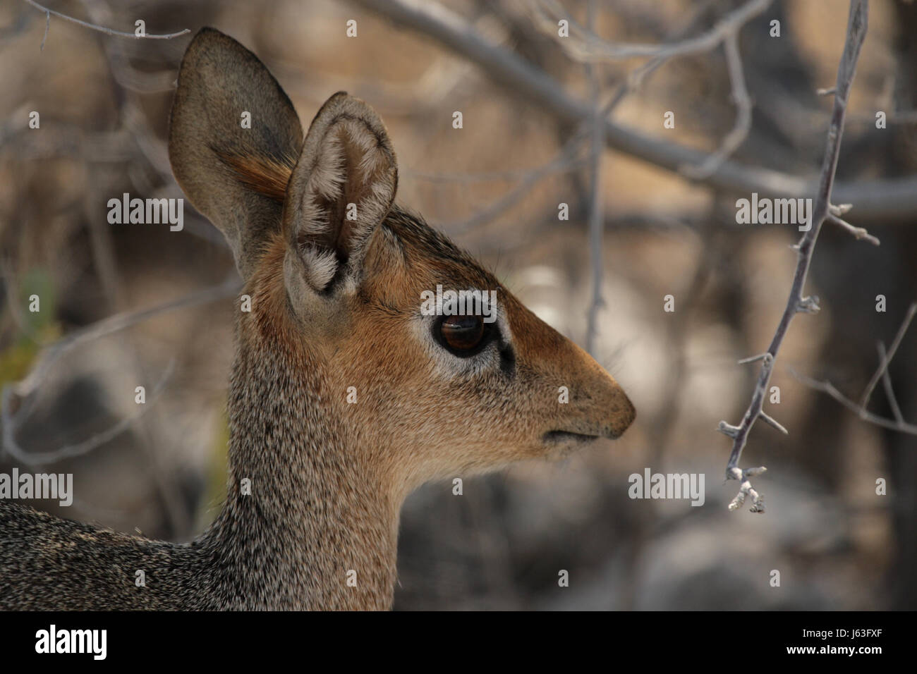 animal mammal africa portrait wildlife antelope animal mammal brown ...