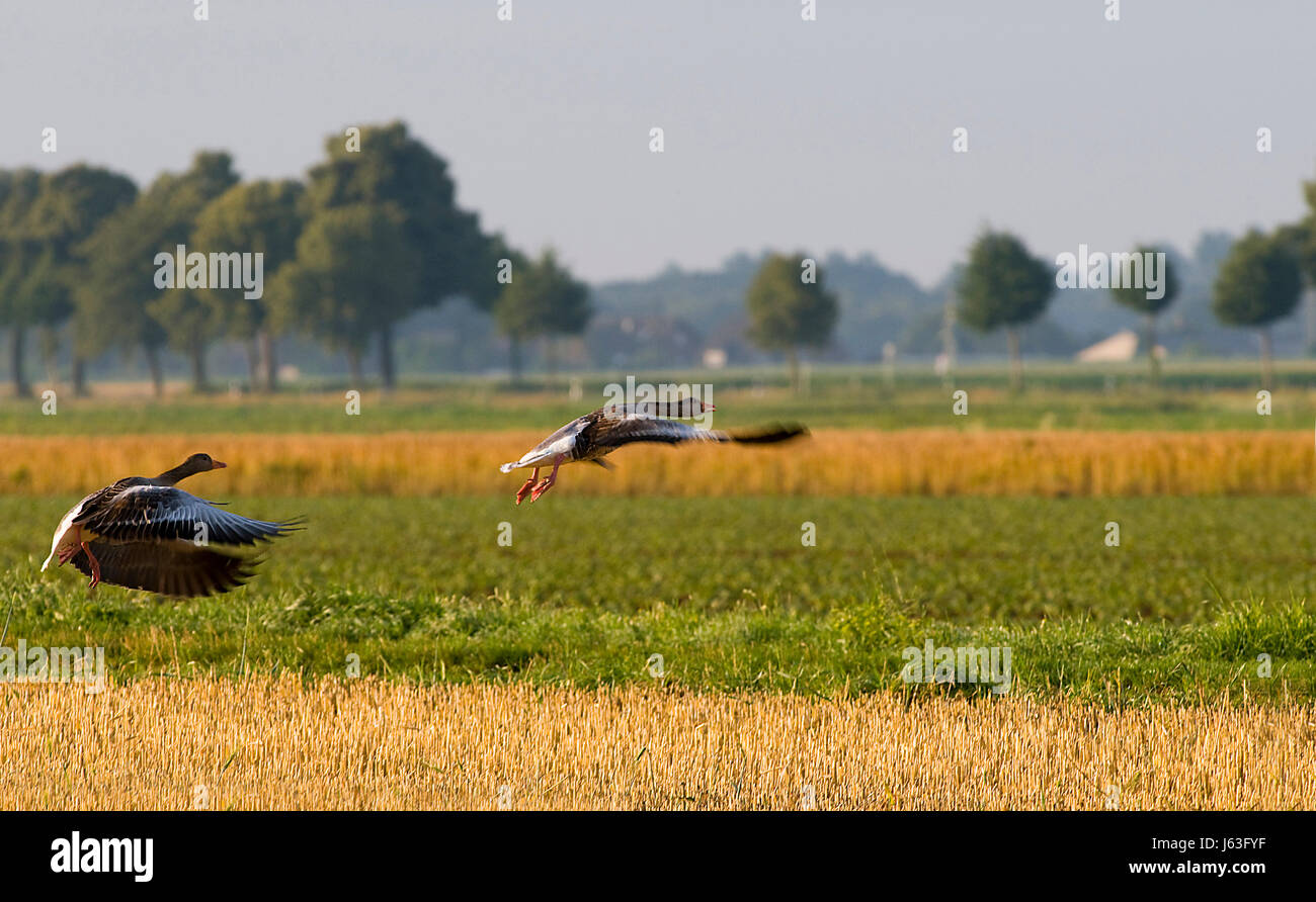 motion postponement moving movement bird birds takeoff fly flies flys ...