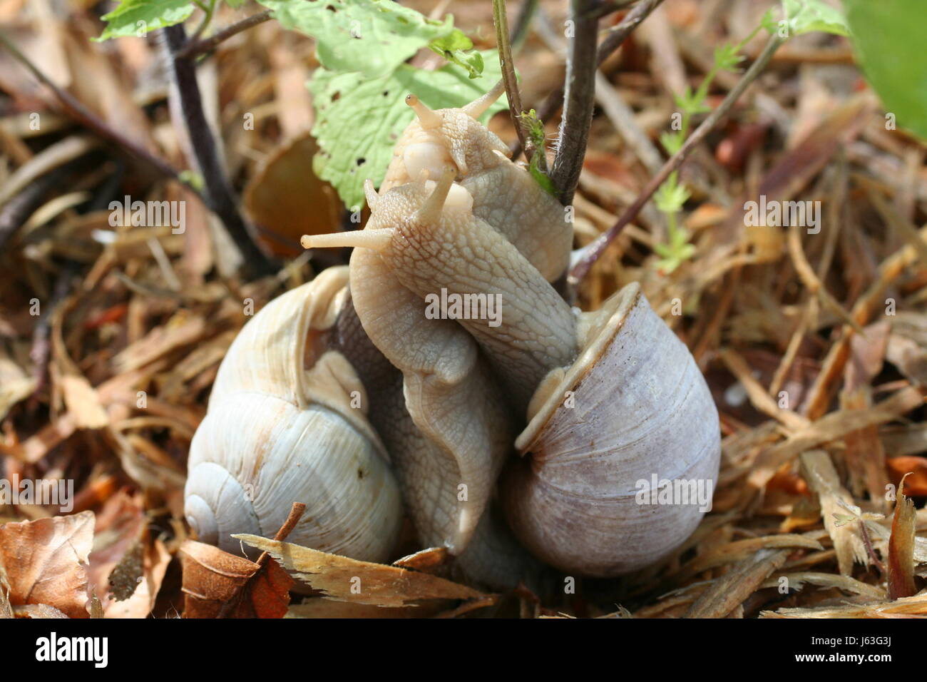Snails mate hi-res stock photography and images - Alamy