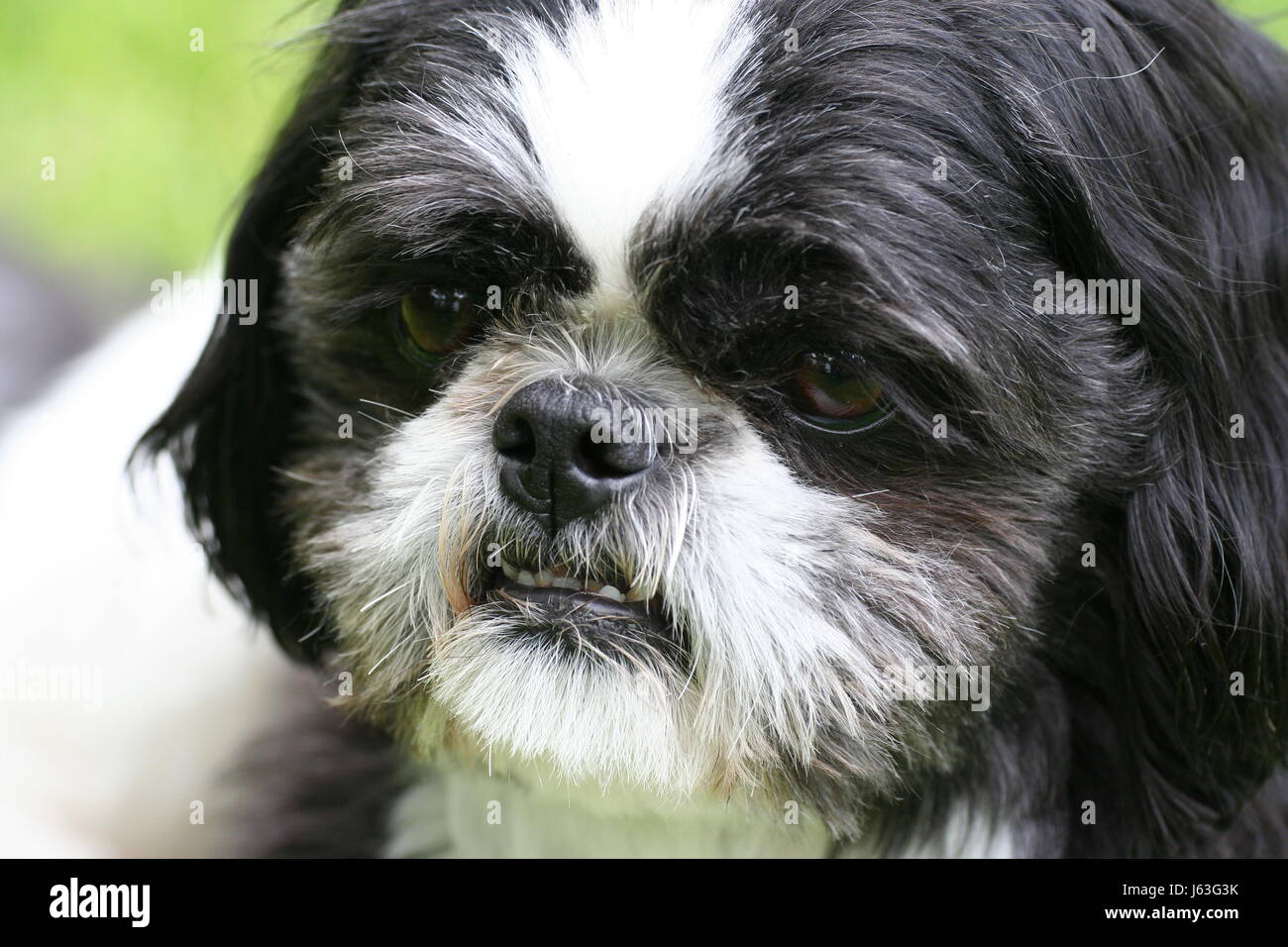 Nono hi-res stock photography and images - Alamy