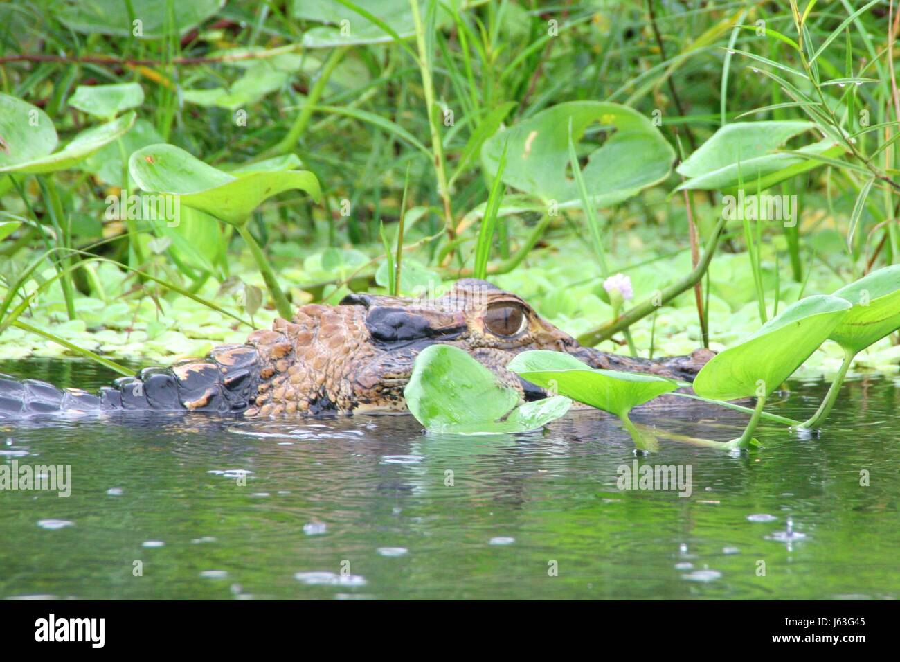 on the lurk Stock Photo - Alamy