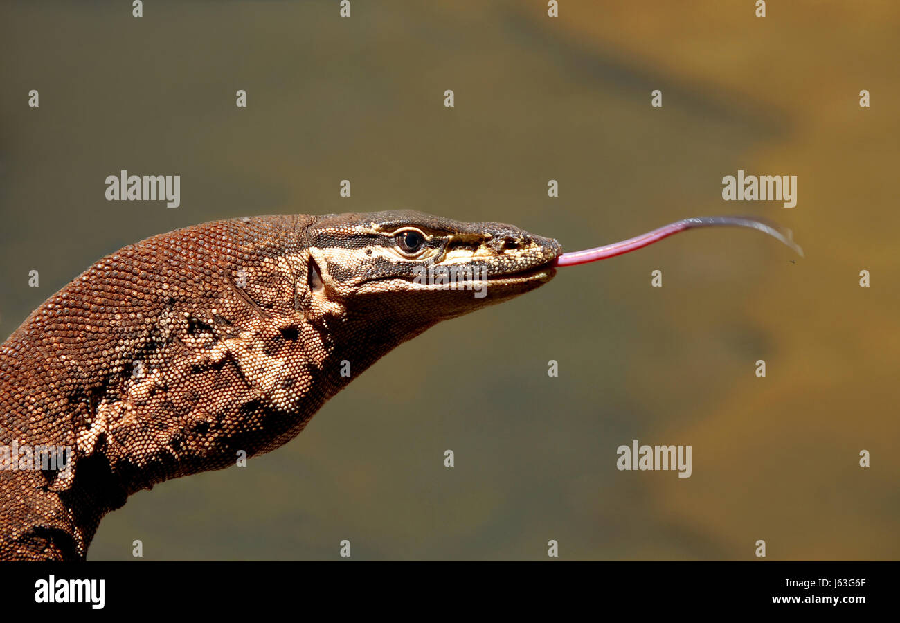 waran Stock Photo - Alamy