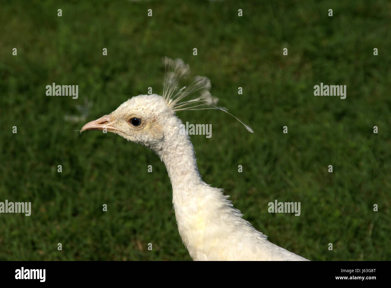 bird portrait birds peacock vain proud pride bird portrait elegance ...