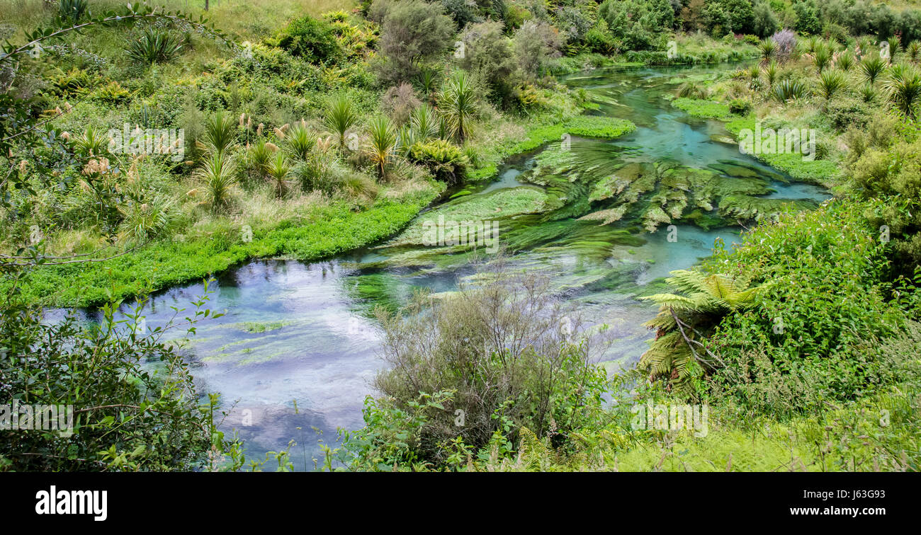 Blue Spring which is located at Te Waihou Walkway,Hamilton New Zealand ...