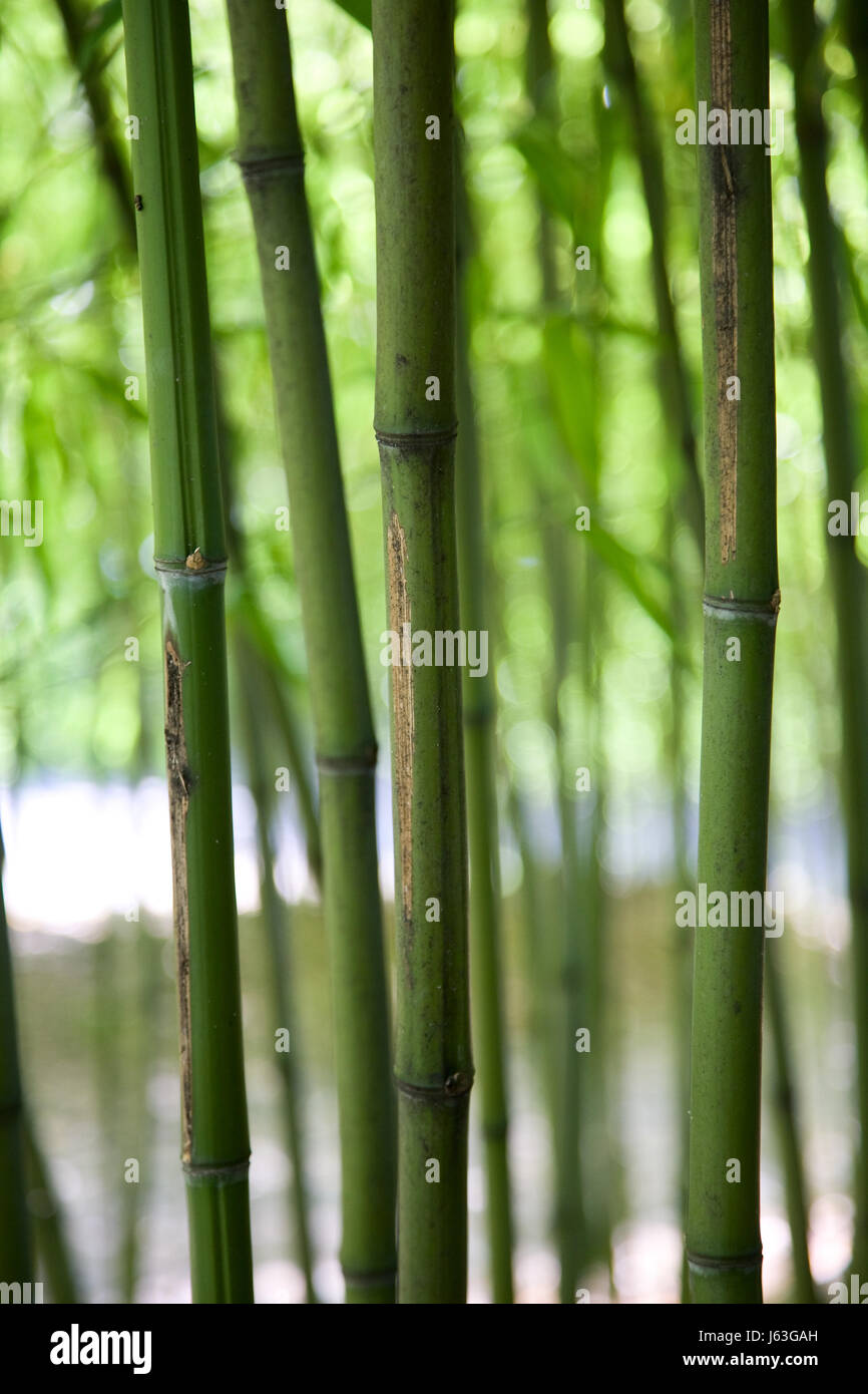 bamboo vertical plants lawn green nature natural plant bamboo vertical ...