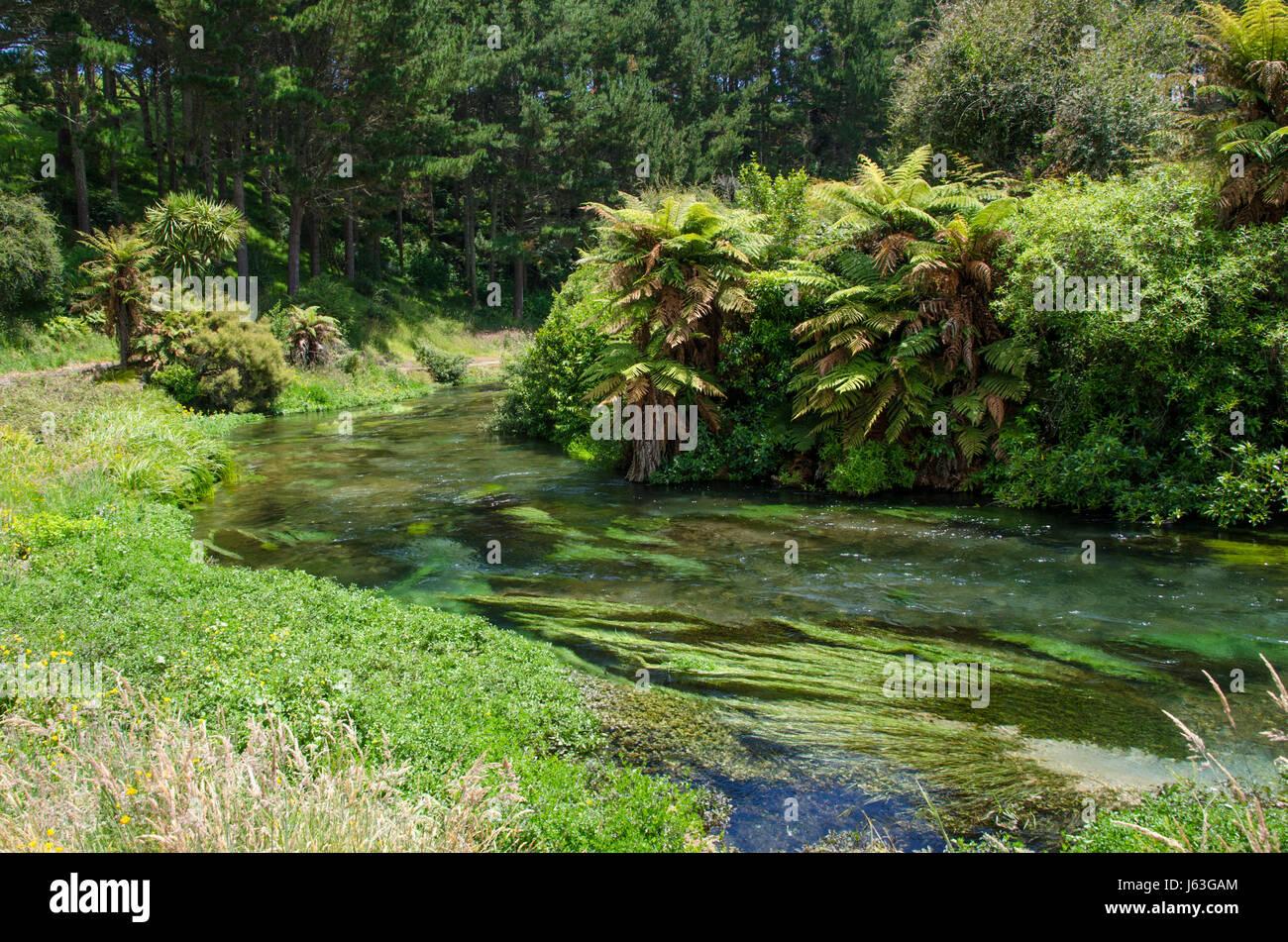 Blue Spring which is located at Te Waihou Walkway,Hamilton New Zealand ...