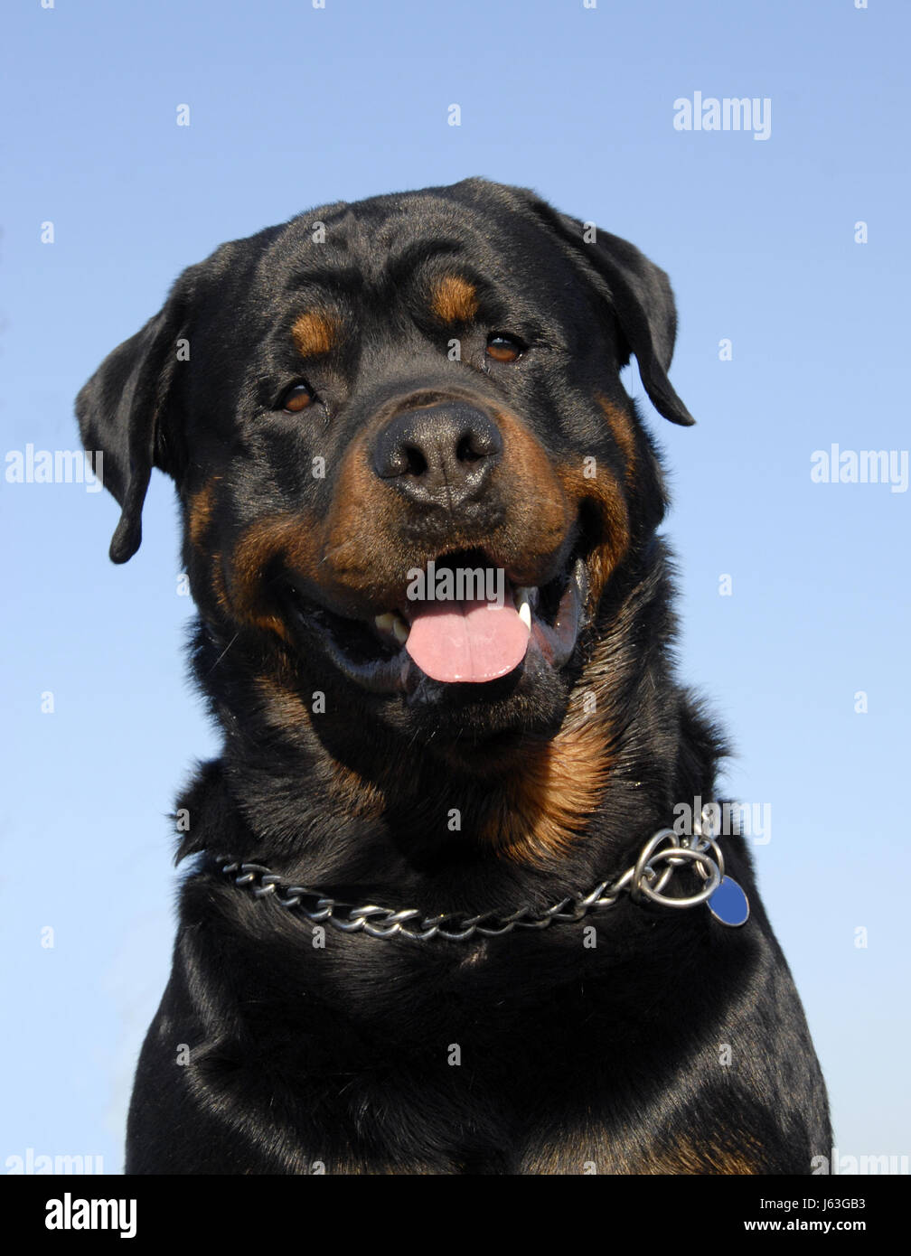 big large enormous extreme powerful imposing immense relevant animal ...