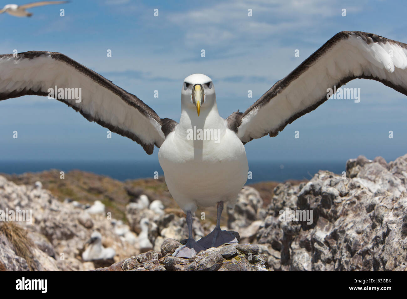 Shy Albatross, Thalassarche cauta Stock Photo - Alamy
