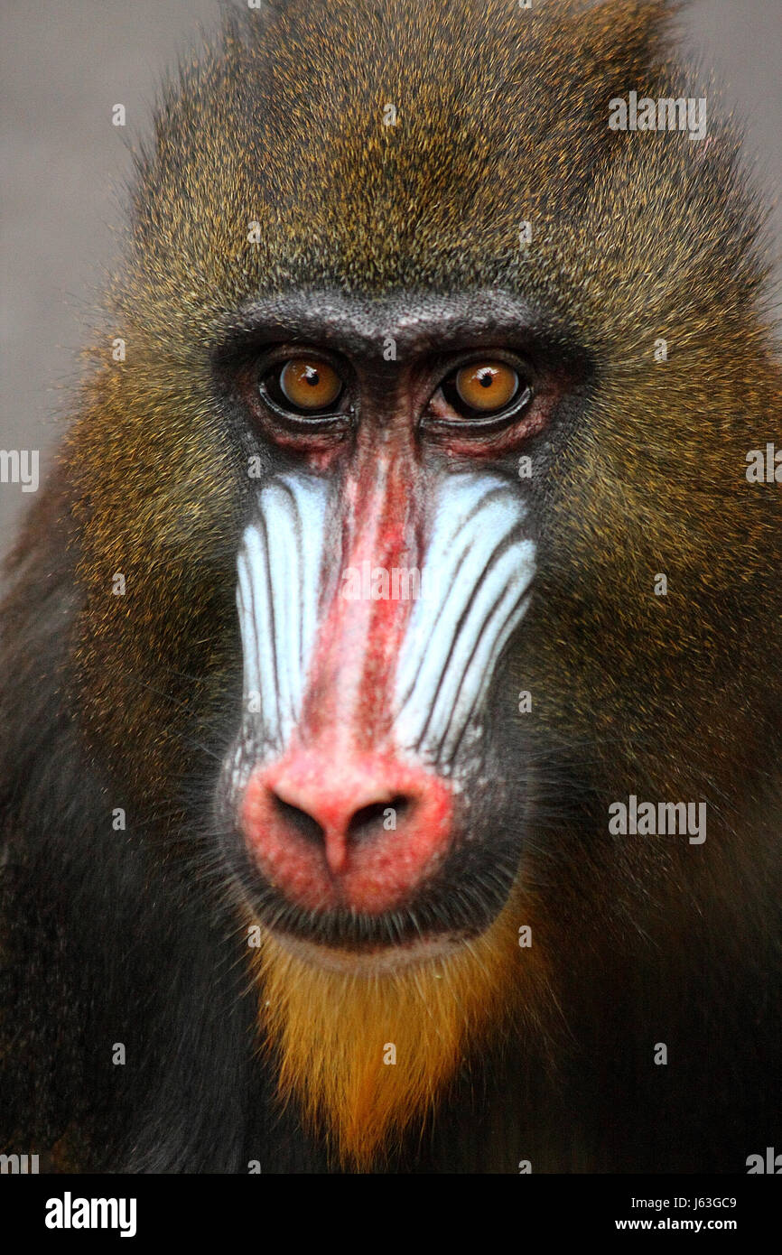 Mandril head hi-res stock photography and images - Alamy