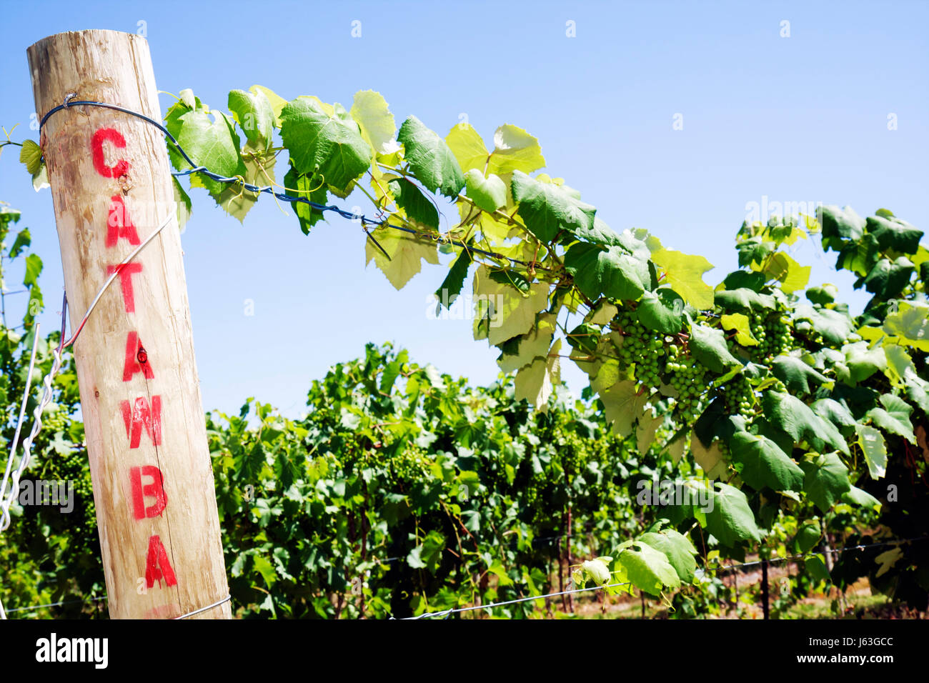 Michigan Berrien Springs,Domaine Berrien Cellars,vineyard winery,grapes ...