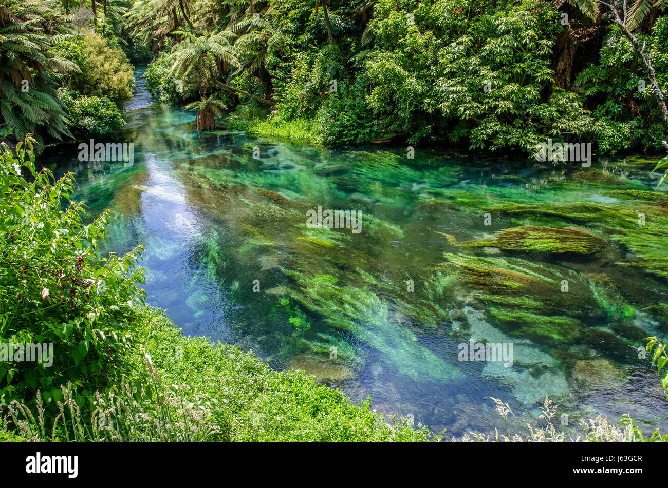 Blue Spring which is located at Te Waihou Walkway,Hamilton New Zealand ...