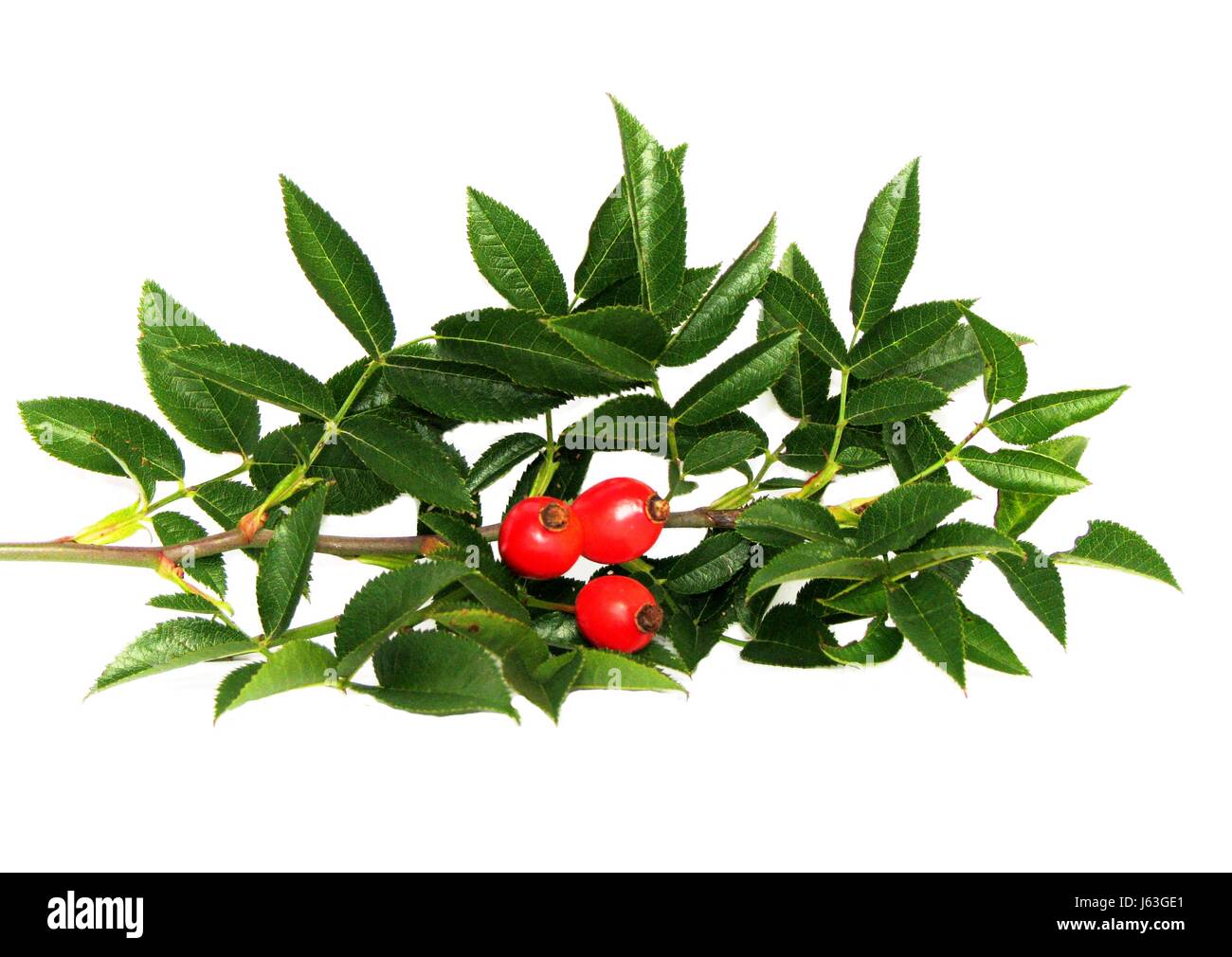 vitamins vitamines optional fruit branch shrub haws medicinal plant ...