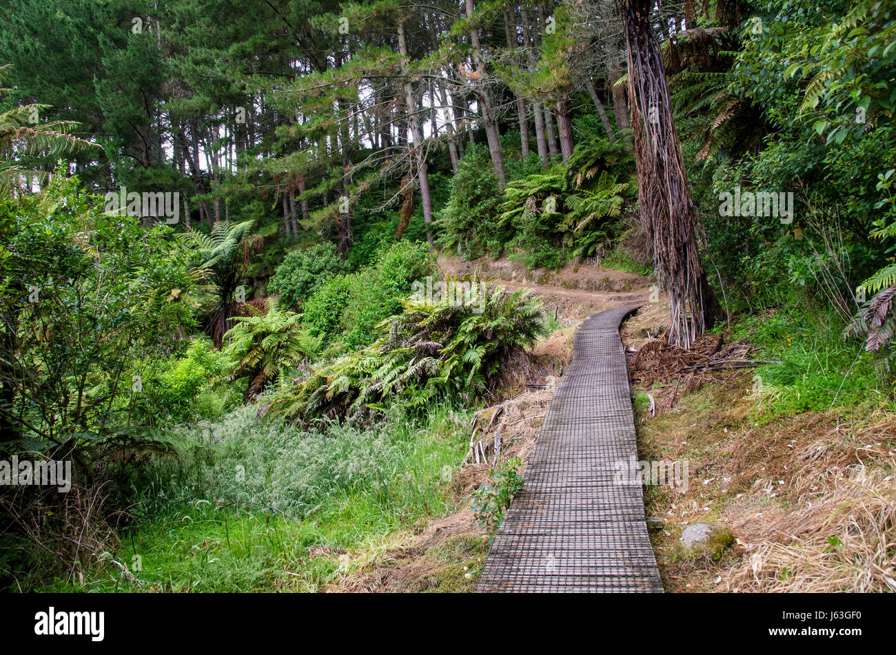 Pathway to the Blue Spring which is located at Te Waihou Walkway ...