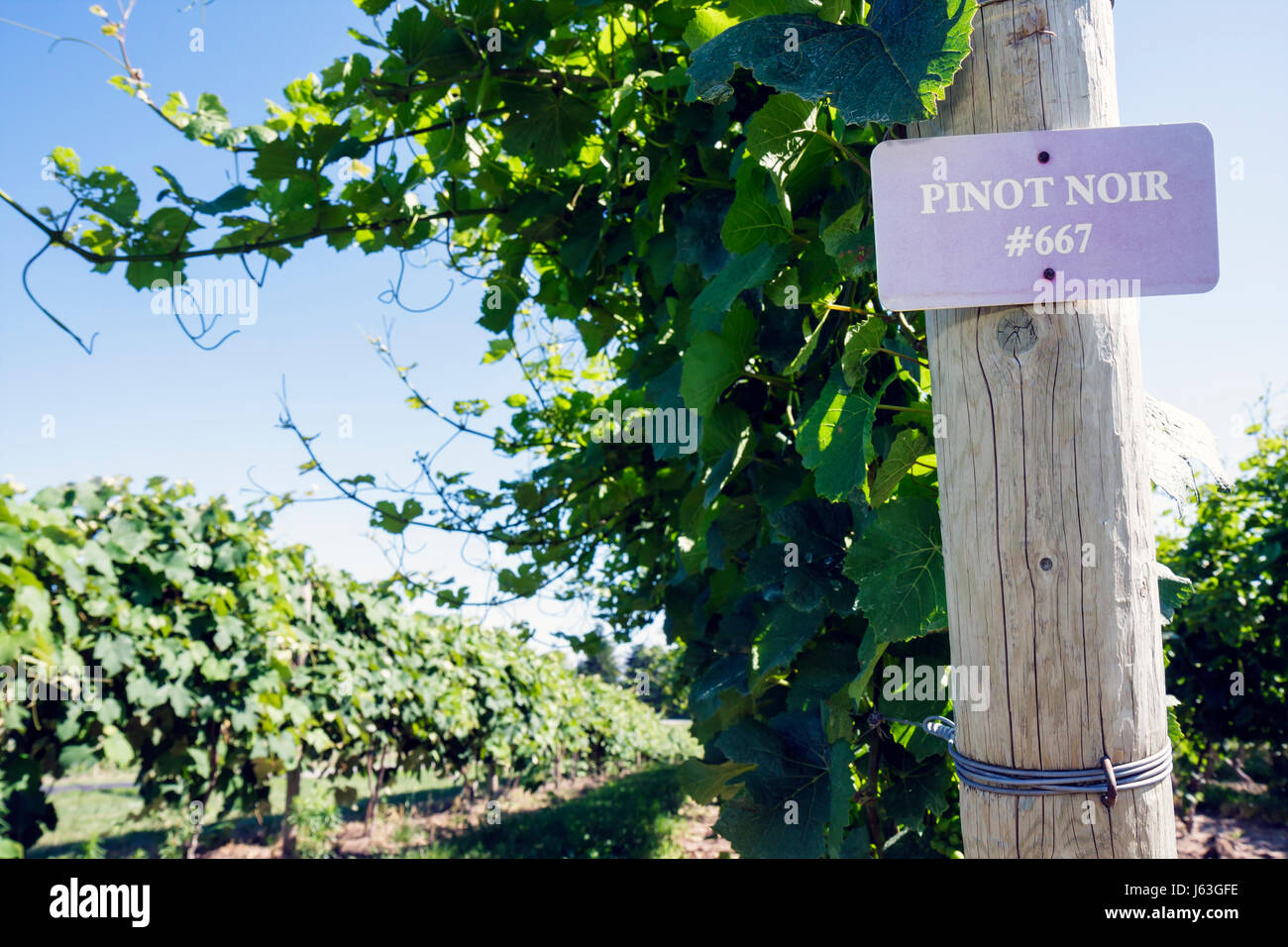 Michigan Coloma,Karma Vista Vineyards & Winery,grapes,farm,estate ...