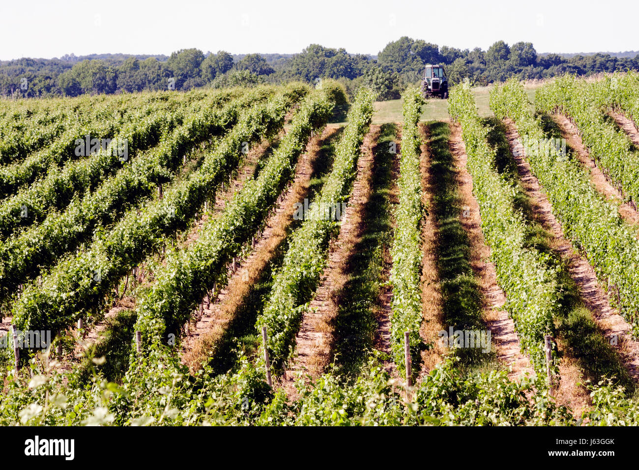 Michigan Coloma,Karma Vista Vineyards and Winery,grapes,farm ...