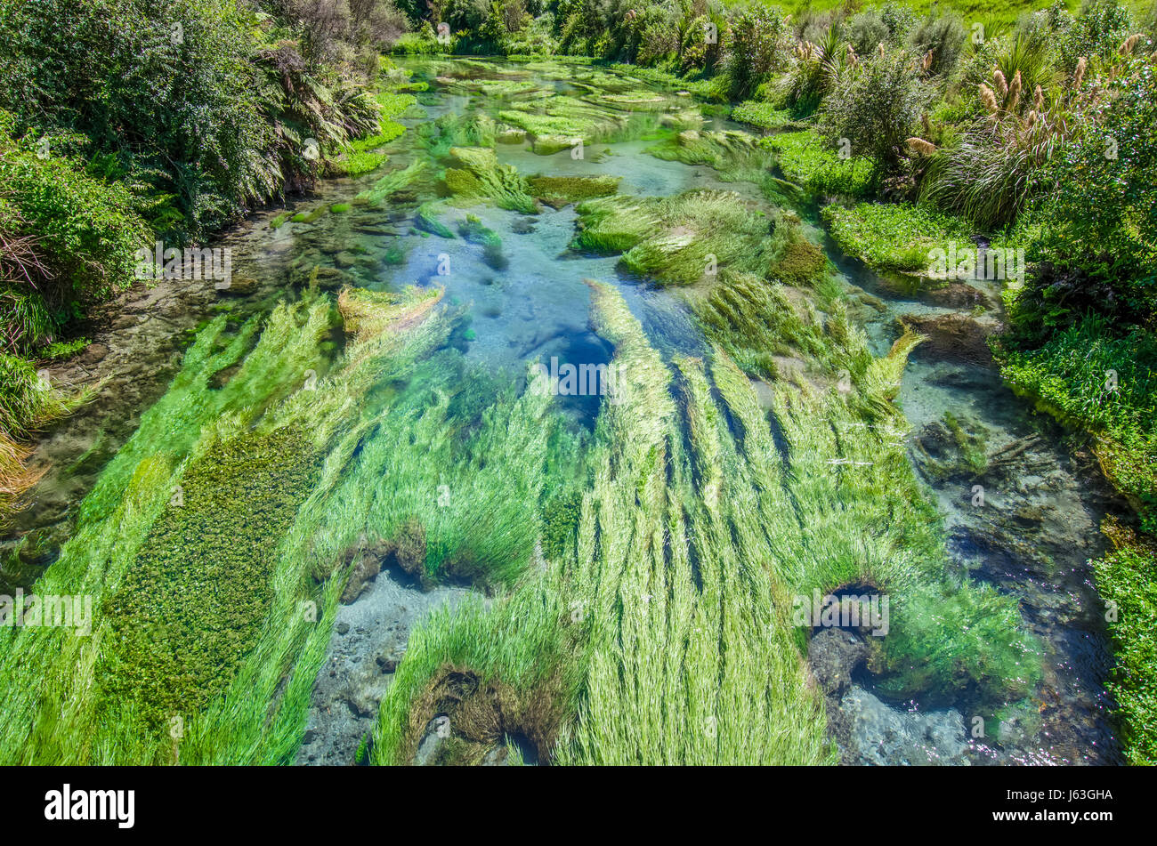 Blue Spring which is located at Te Waihou Walkway,Hamilton New Zealand ...