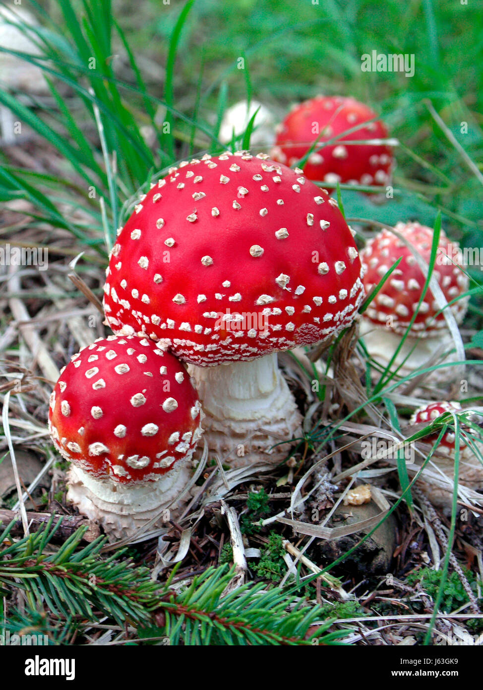 detail mushrooms mushroom fungus agaric red forest fall autumn fly ...