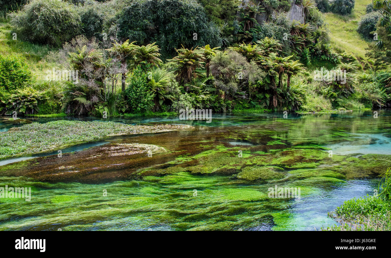 Blue Spring which is located at Te Waihou Walkway,Hamilton New Zealand ...