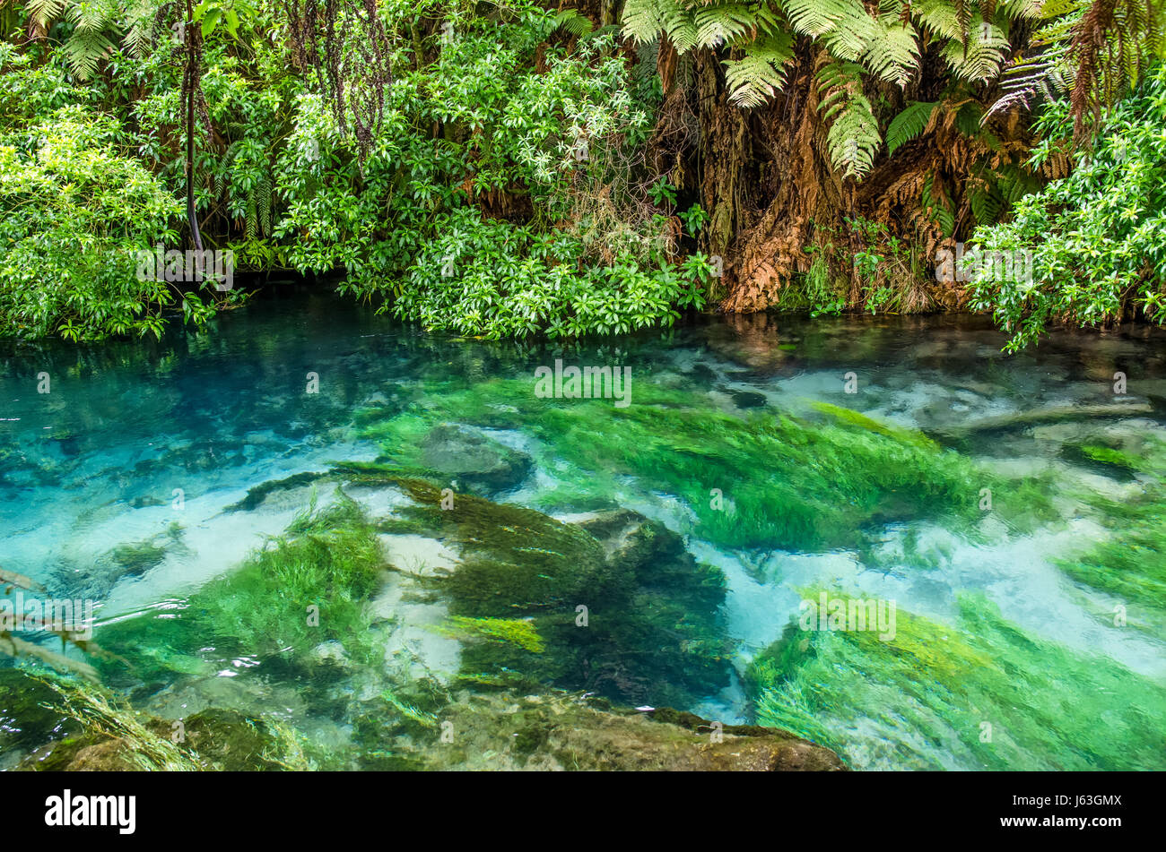 Blue Spring which is located at Te Waihou Walkway,Hamilton New Zealand ...
