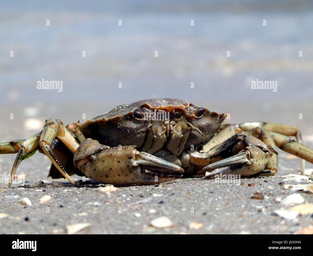 Baltic crab hi-res stock photography and images - Alamy
